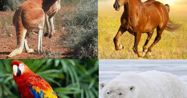 The Amazing Animal Kingdom: Which TWO of these Animals are Left Handed?