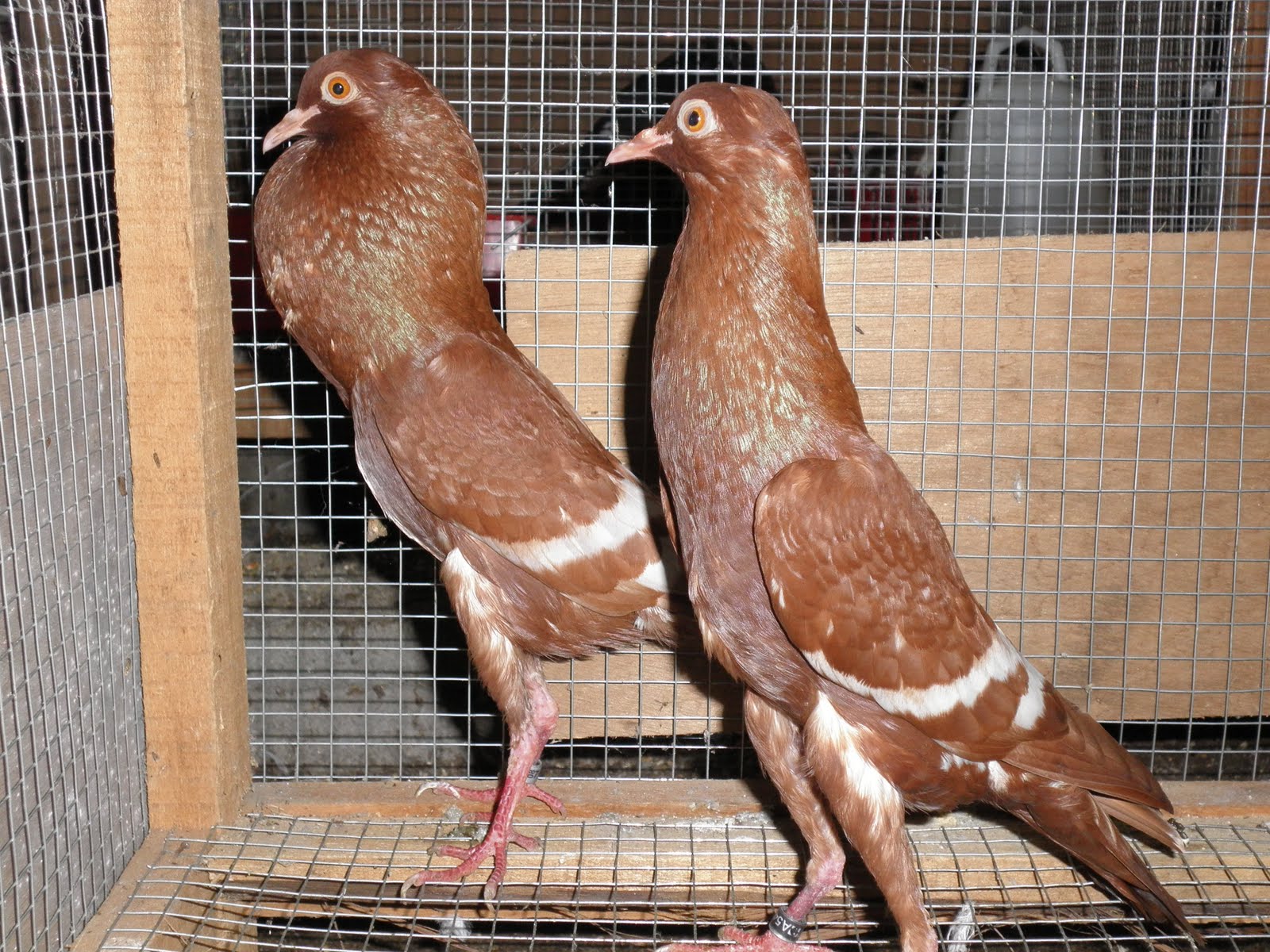 Pigeon Kelantan