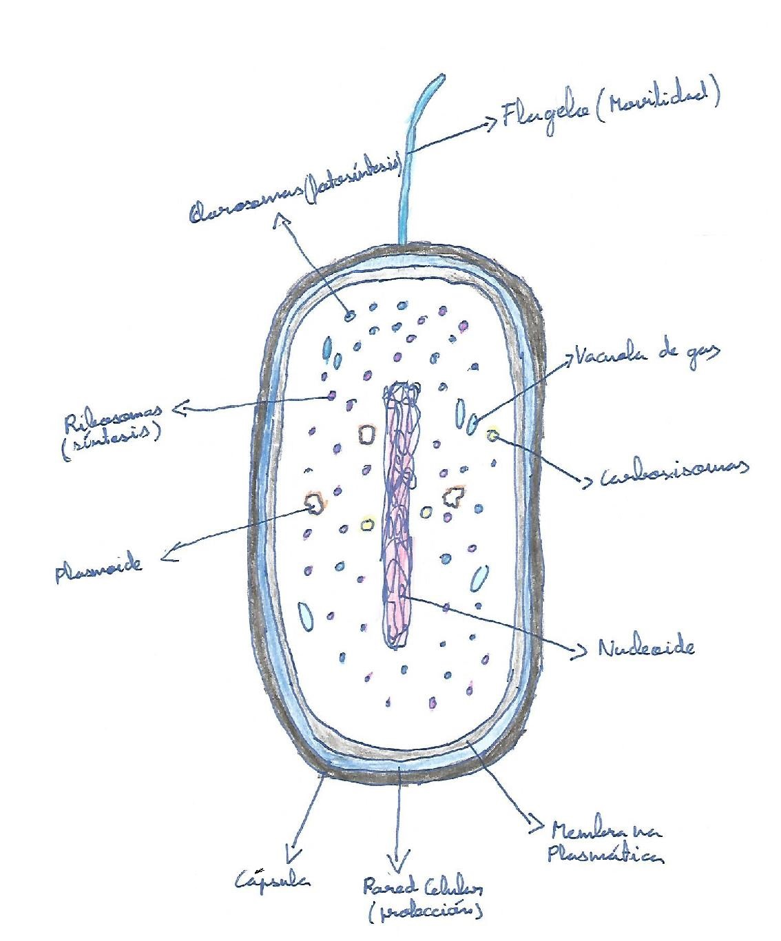 Biologia para todos SD: Célula procariota