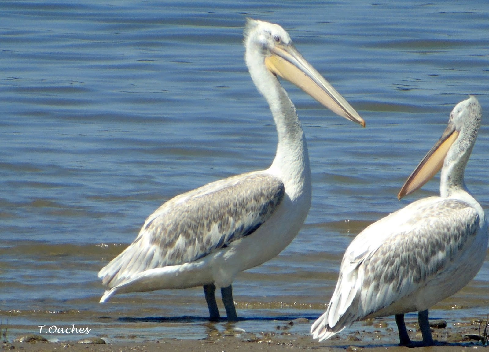 PASARI DIN ROMANIA: pelican cret