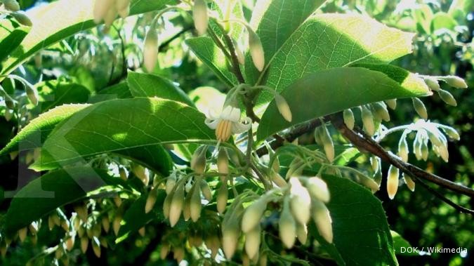 KEKUATAN EKA PREMANA: Pohon Kemenyan