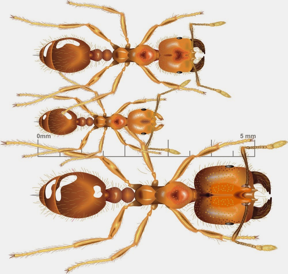 - Ants of Southern Africa -: Ants up to about 5 mm long