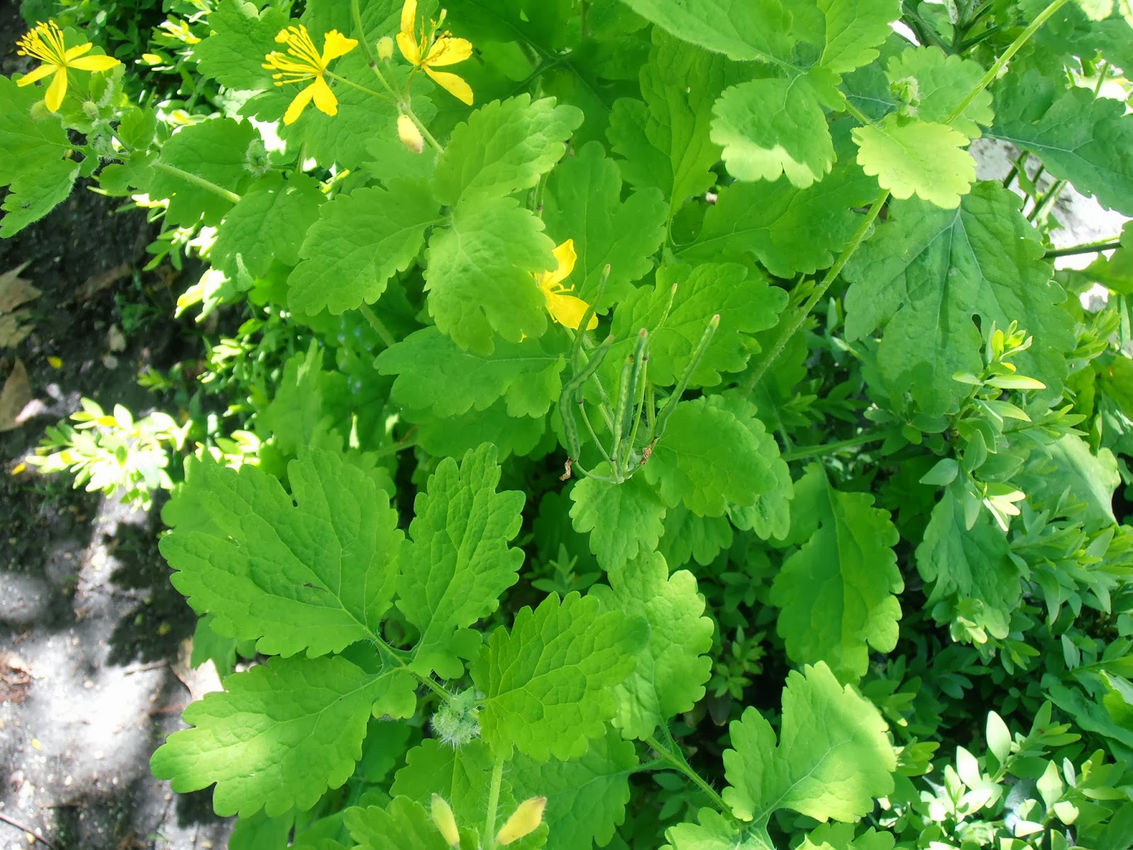 CELIDONIA MAYOR: Chelidonium majus | Plantas rioMoros