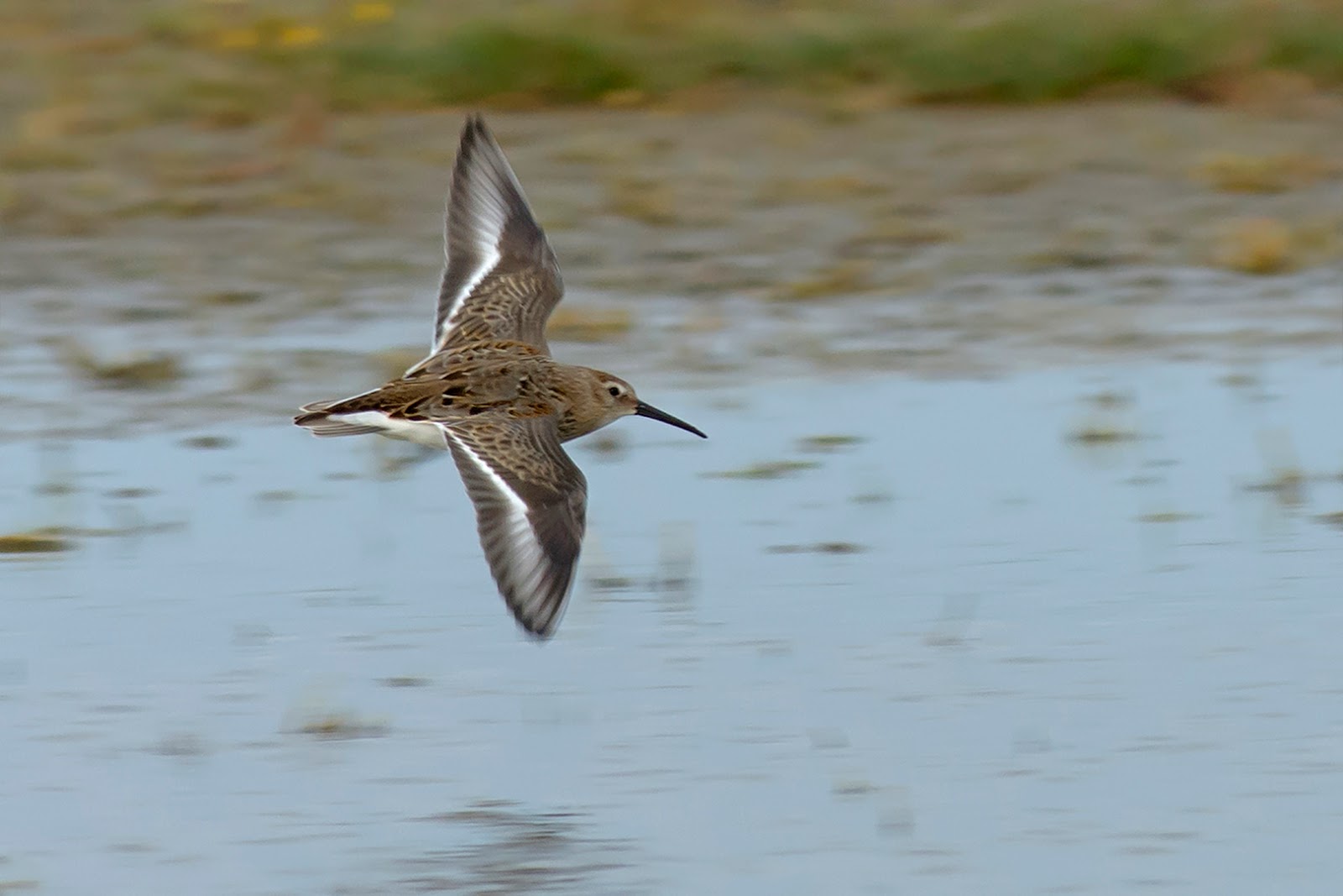 AD VAN DUREN - NATUURFOTOGRAFIE: Vogels in Noord-Nederland