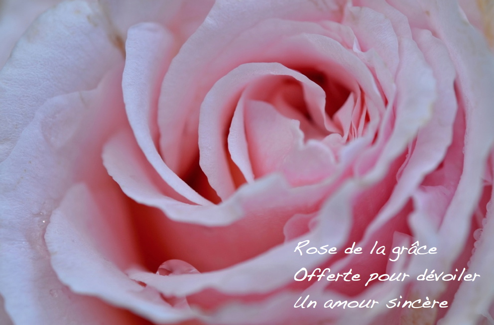 Haïku 17 : Haïku de la rose (part 1)