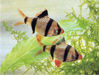 Viviendo en un acuario: Ficha de Barbo de Sumatra (Barbus tetrazona)