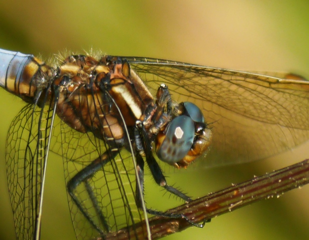 Aves en Gozón: Los colores de las libélulas: azul (Orthetrum coerulescens)
