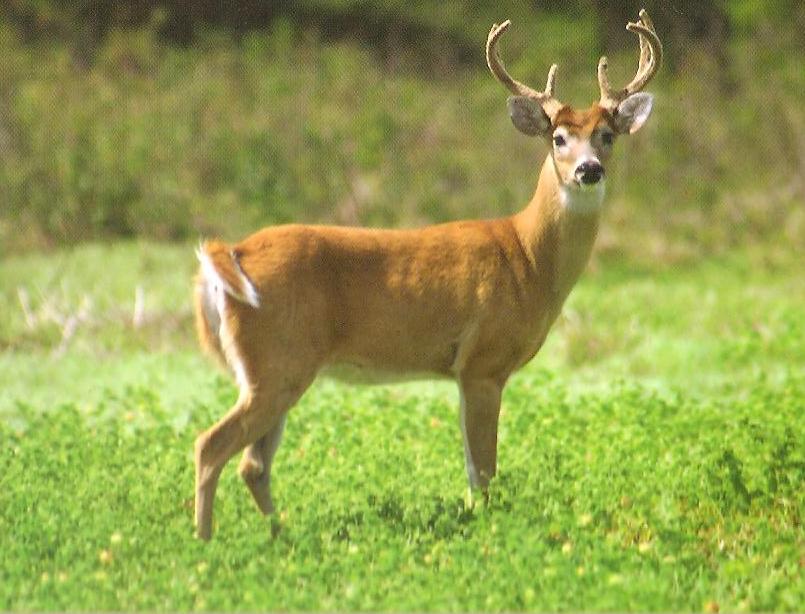 Fauna de Venezuela: Venado caramerudo