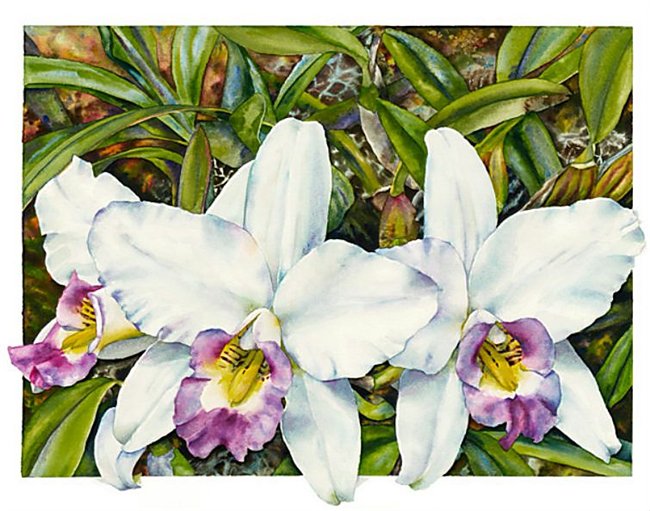 Коллекция картинок: Sally Robertson, акварель