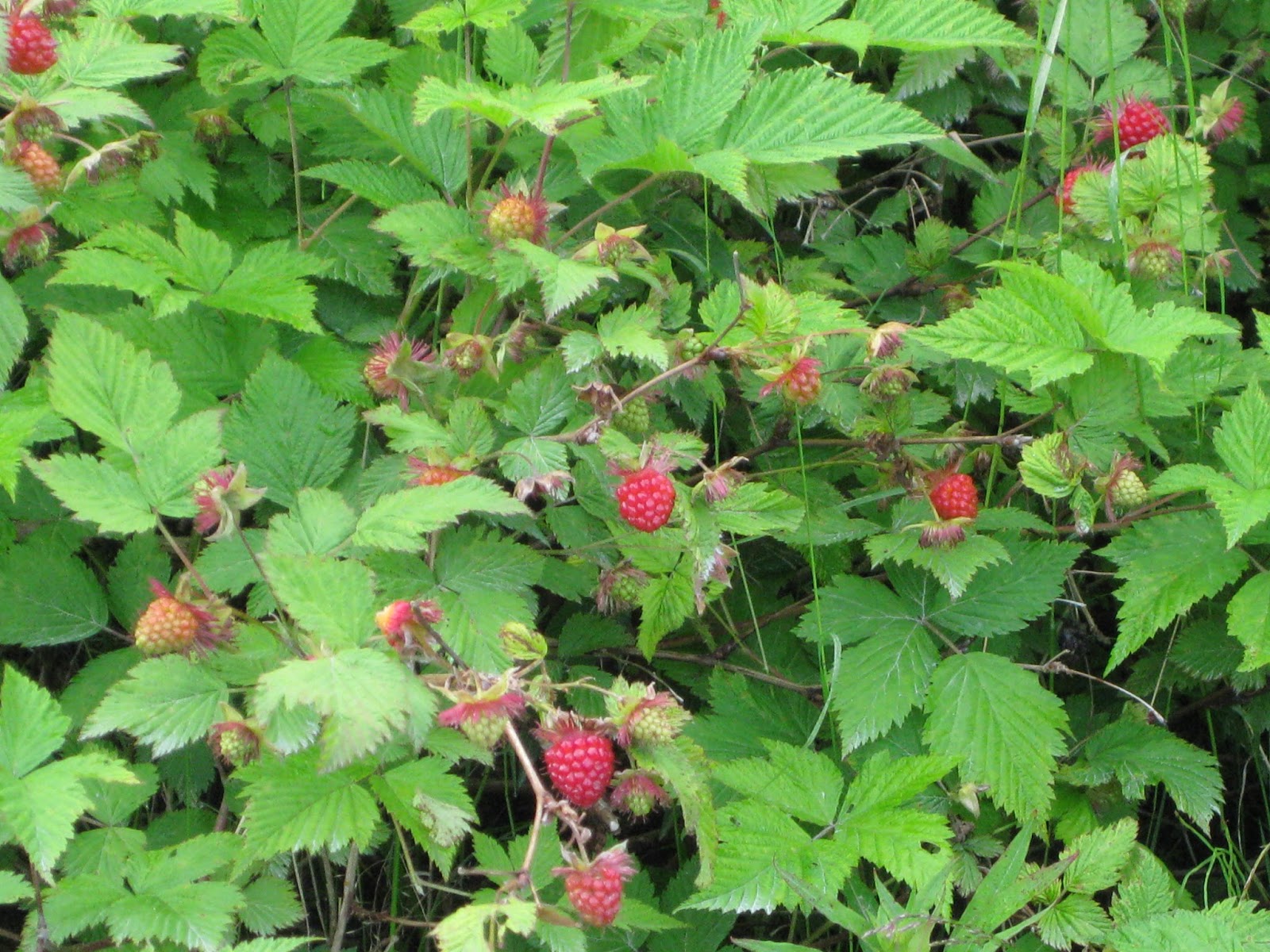 TheElegantArtist: Phat Food Friday: Easy DIY NO COOK freezer Jam!