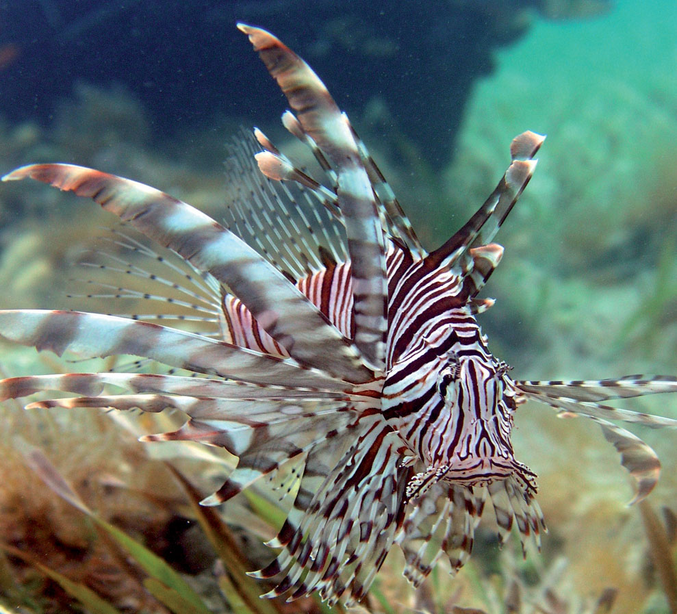 Marga Alconchel: El Canal de Panamá y las especies invasoras