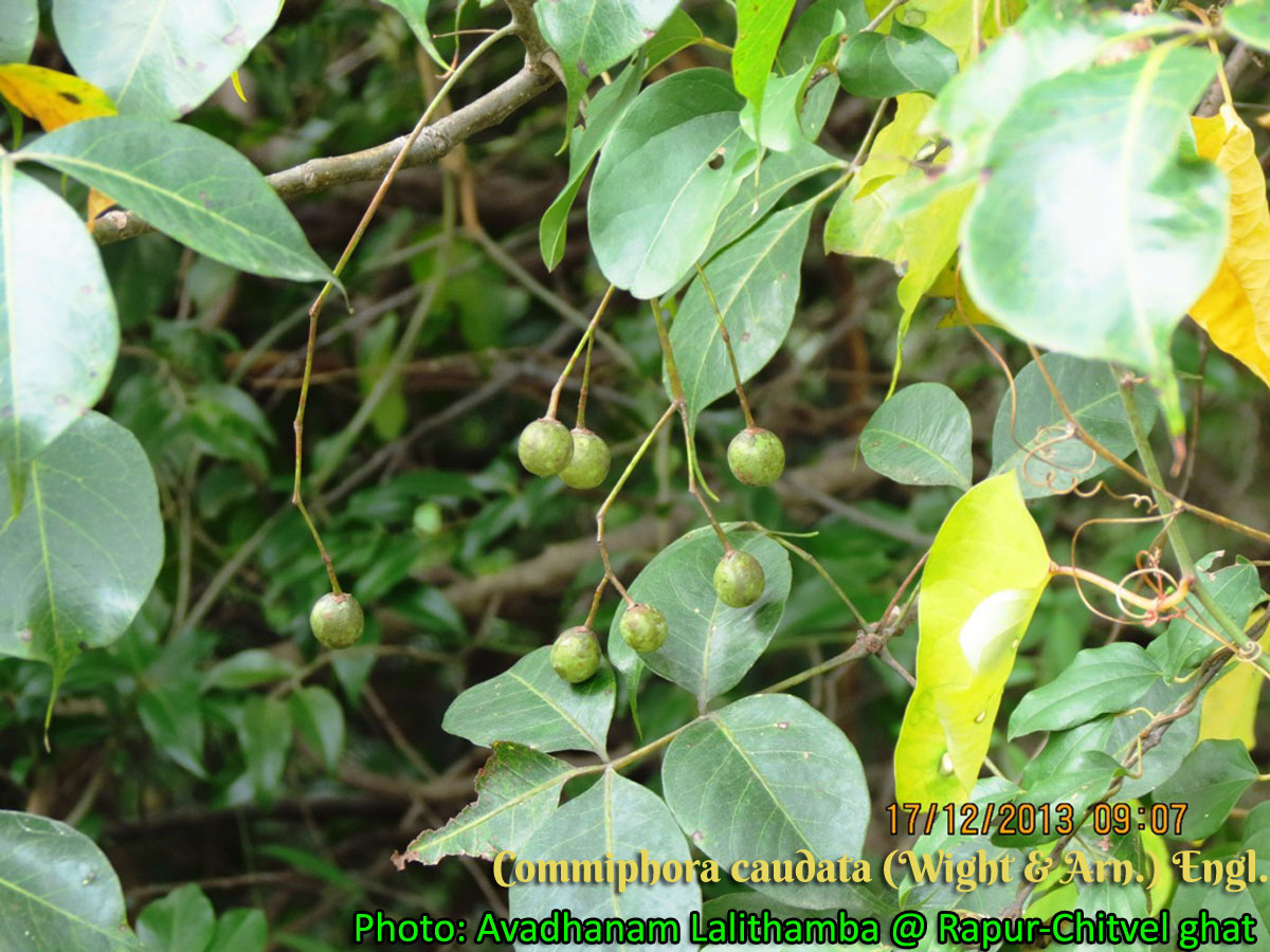 Medicinal Plants: Commiphora caudata, கிளுவை, Seevaya, Kiliya-maram ...