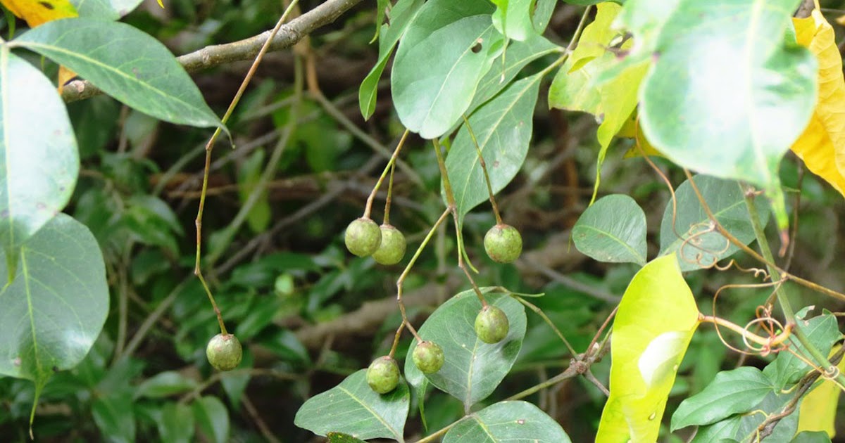 Medicinal Plants: Commiphora caudata, கிளுவை, Seevaya, Kiliya-maram ...