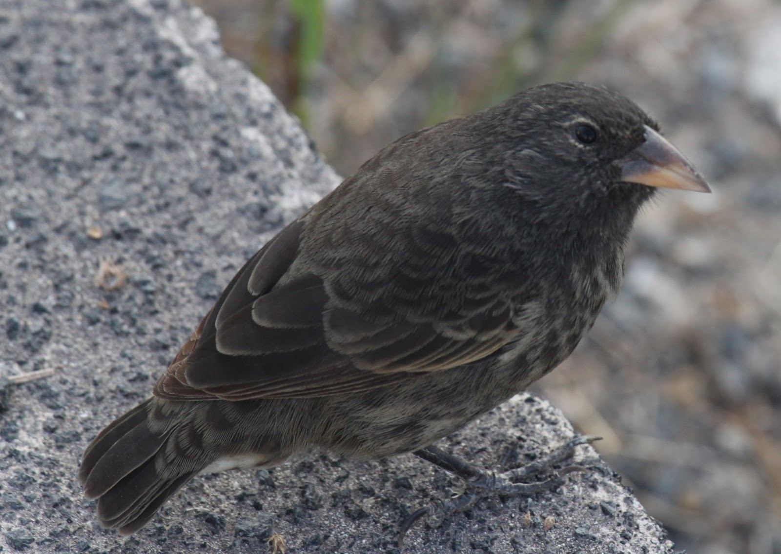 Concrete Ornithology: Darwin's finches