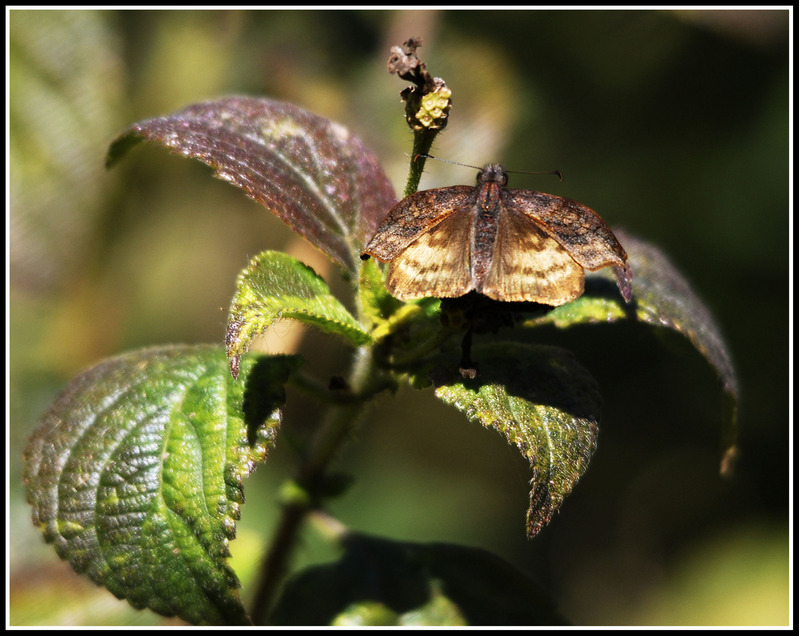 COA La Plata - Salidas: Salida a la Reserva Ecológica Costanera Sur ...