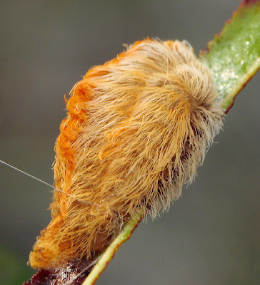 Ulat Unik Berbulu Kucing