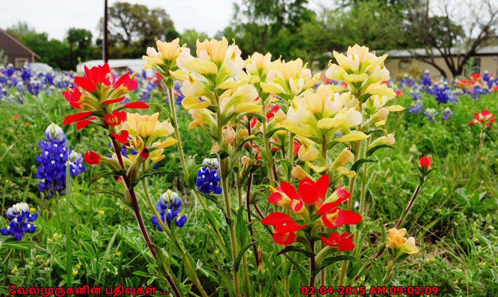 Texas Bluebonnets - Exploring My Life