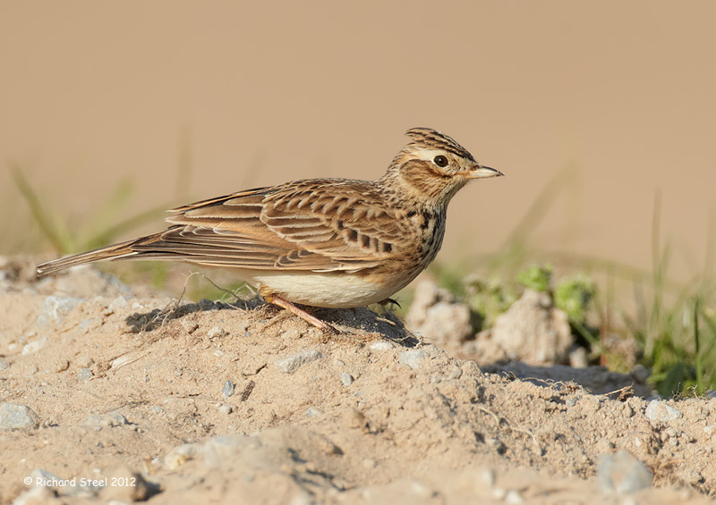 Wildlife Photographic Journals