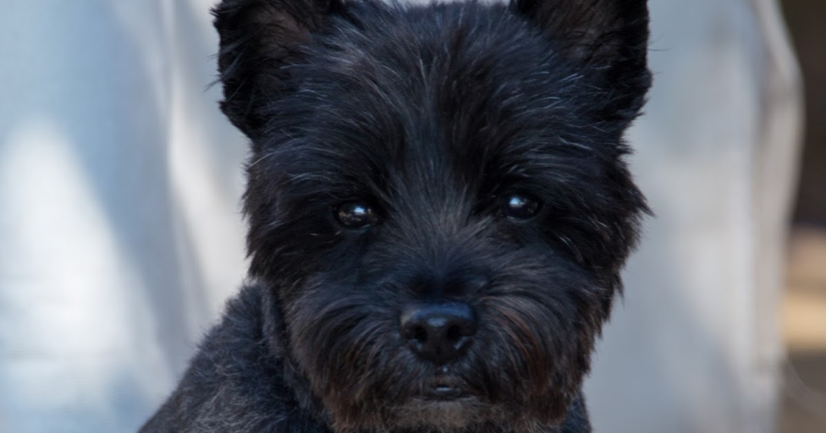 Chipster63 Photography: Mini Wookie