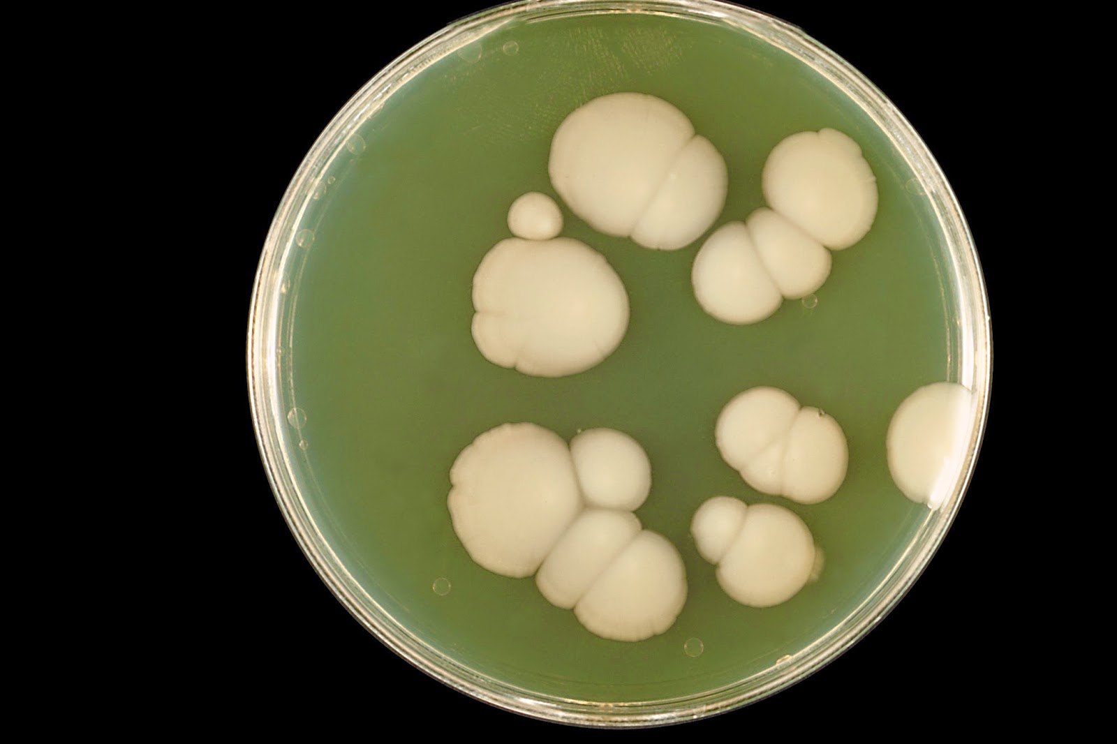 MICROBIOLOGÍA MÉDICA EN COLOMBIA: Candida Albicans