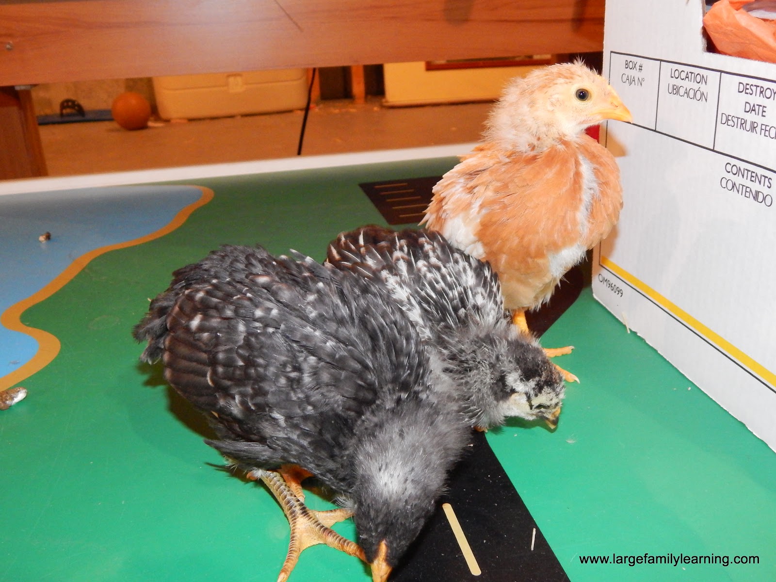 Large Family Learning : Raising Baby Chicks: 3 Weeks Old