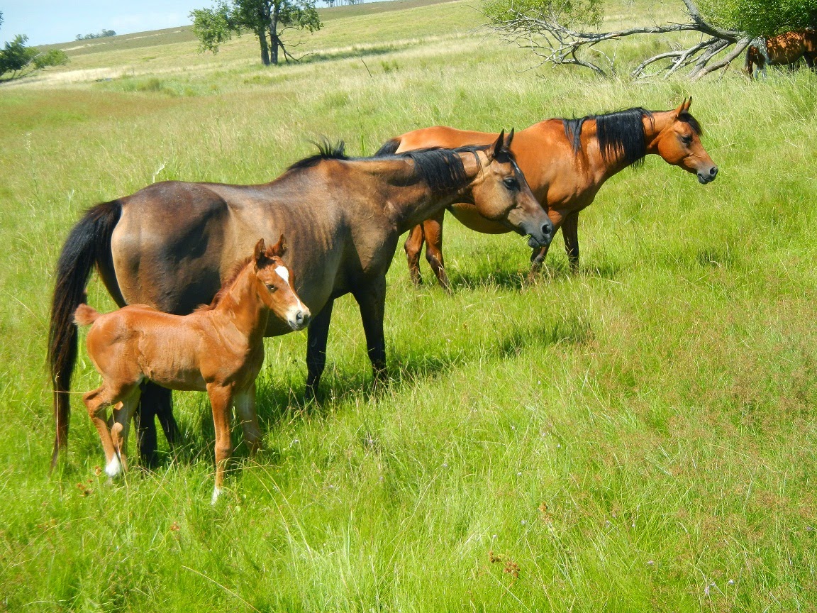 Manejo Integral del Caballo: Yegua Madre spc con cría al pie, ambas ...