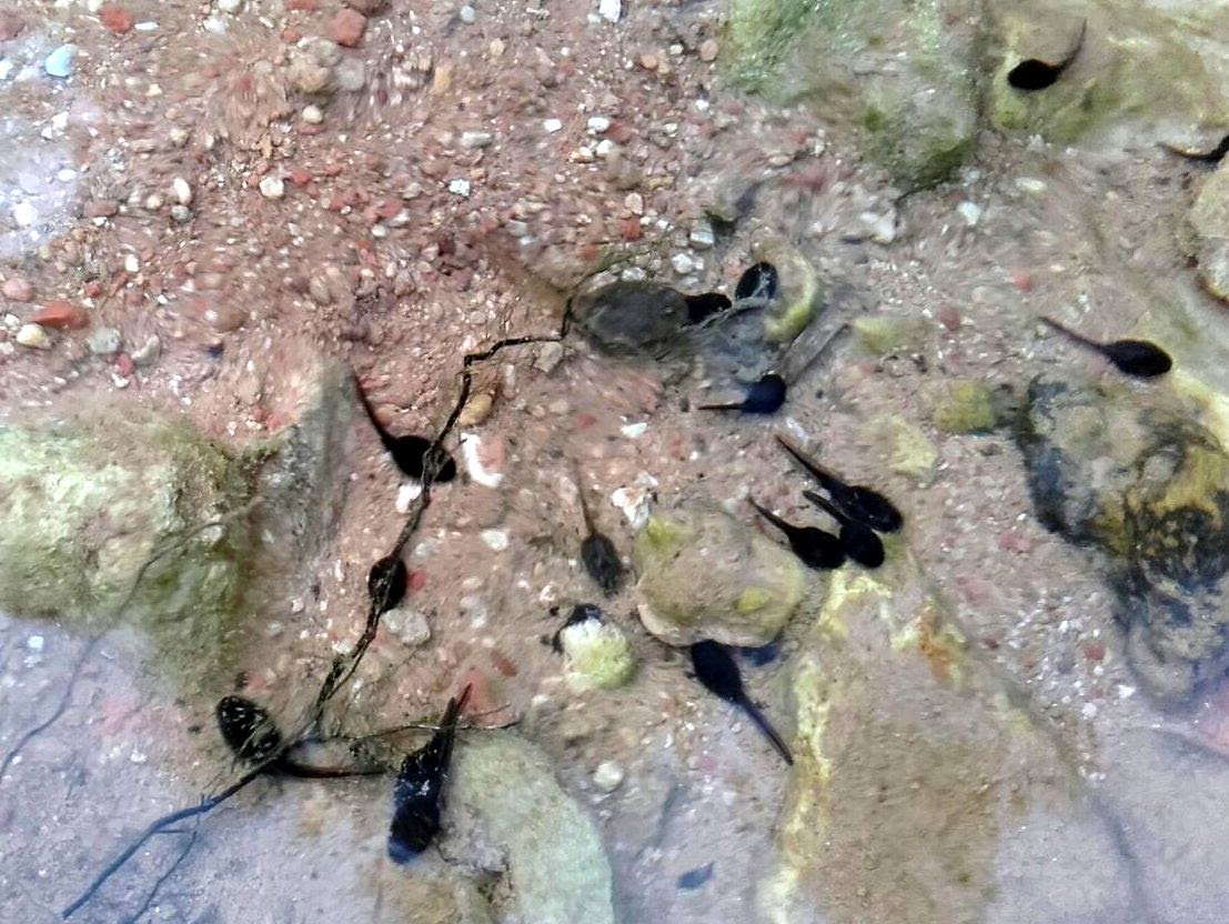 Taxonomía Chordata: Clase Amphibia