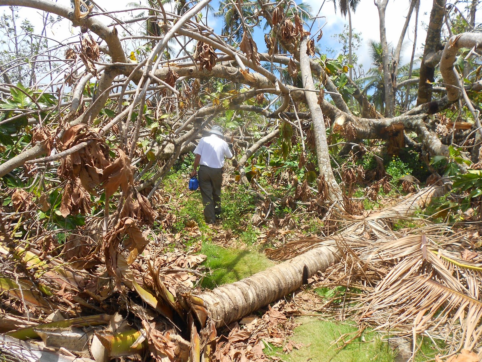 Micronesia Miracles: Romanum (Island of Chuuk) after Typhoon Maysak