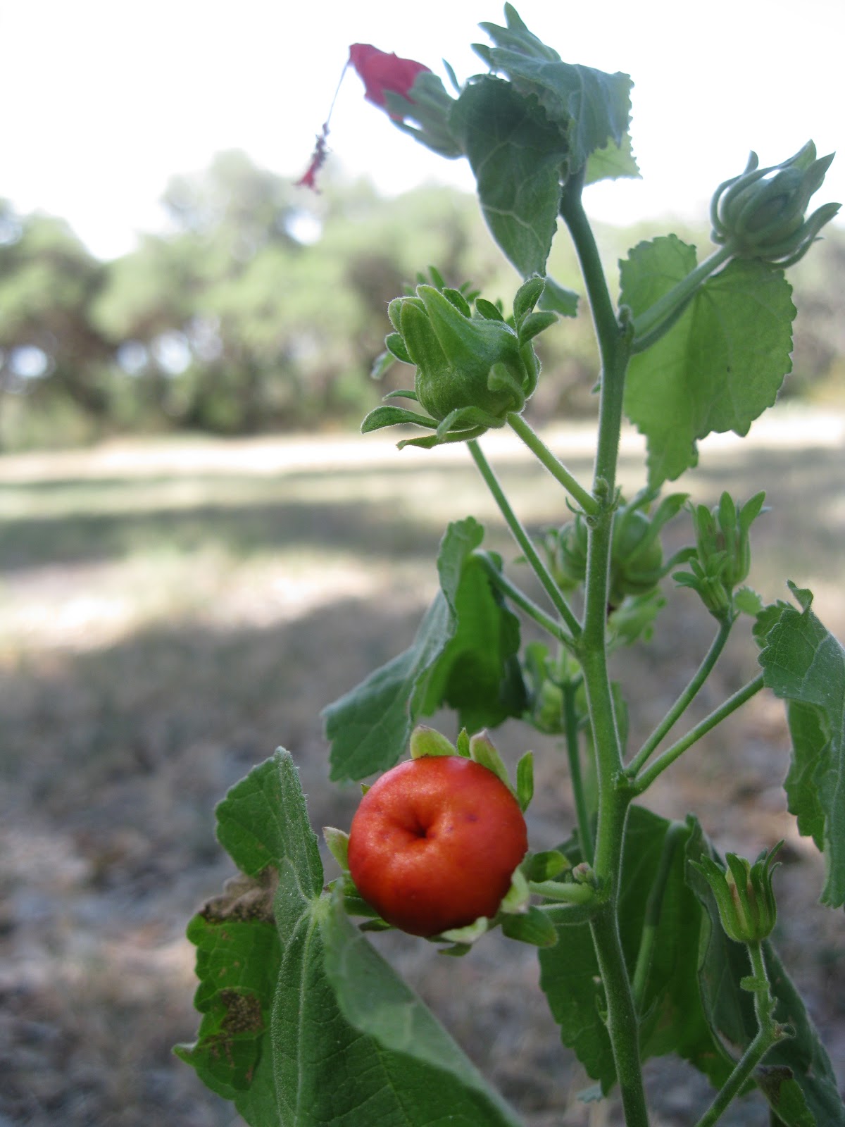 Wild Edible Texas: Turk's Cap