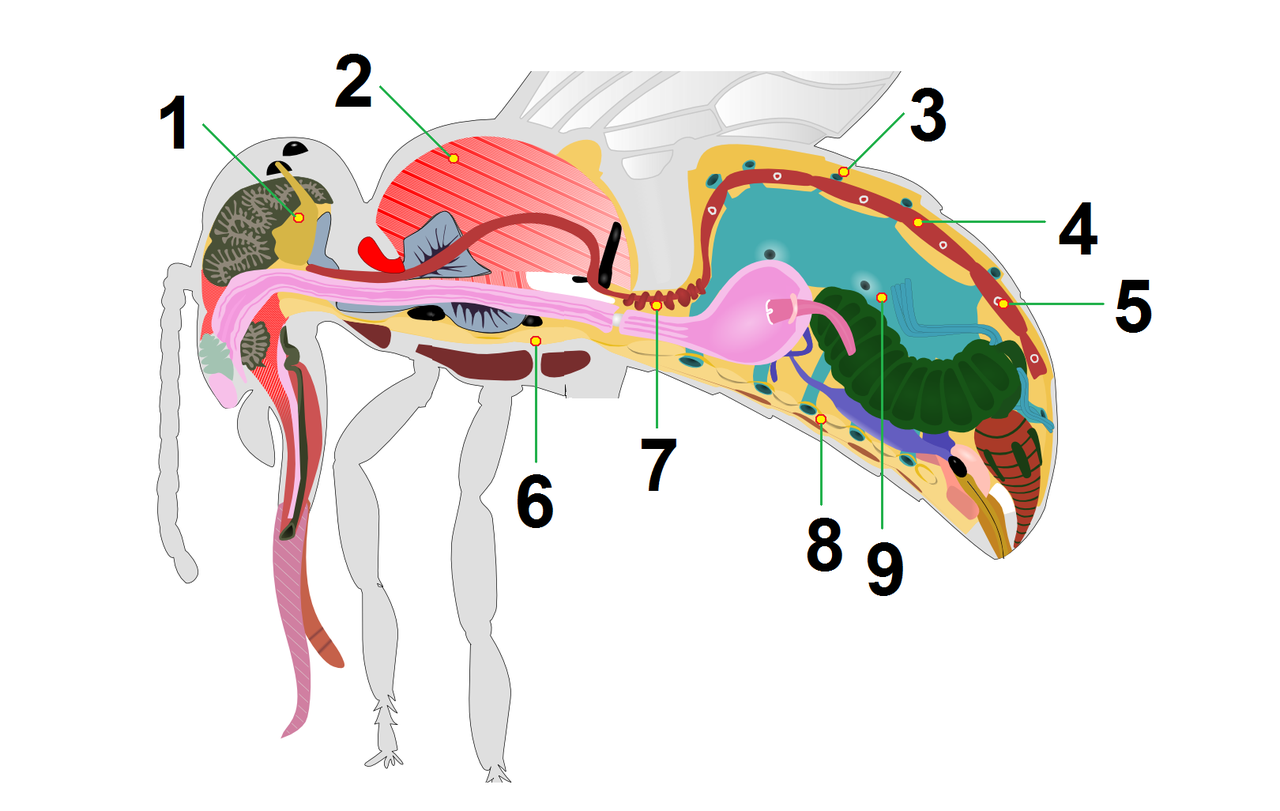 Corona Apicultores: ANATOMIA INTERNA DE APIS MELLIFERA