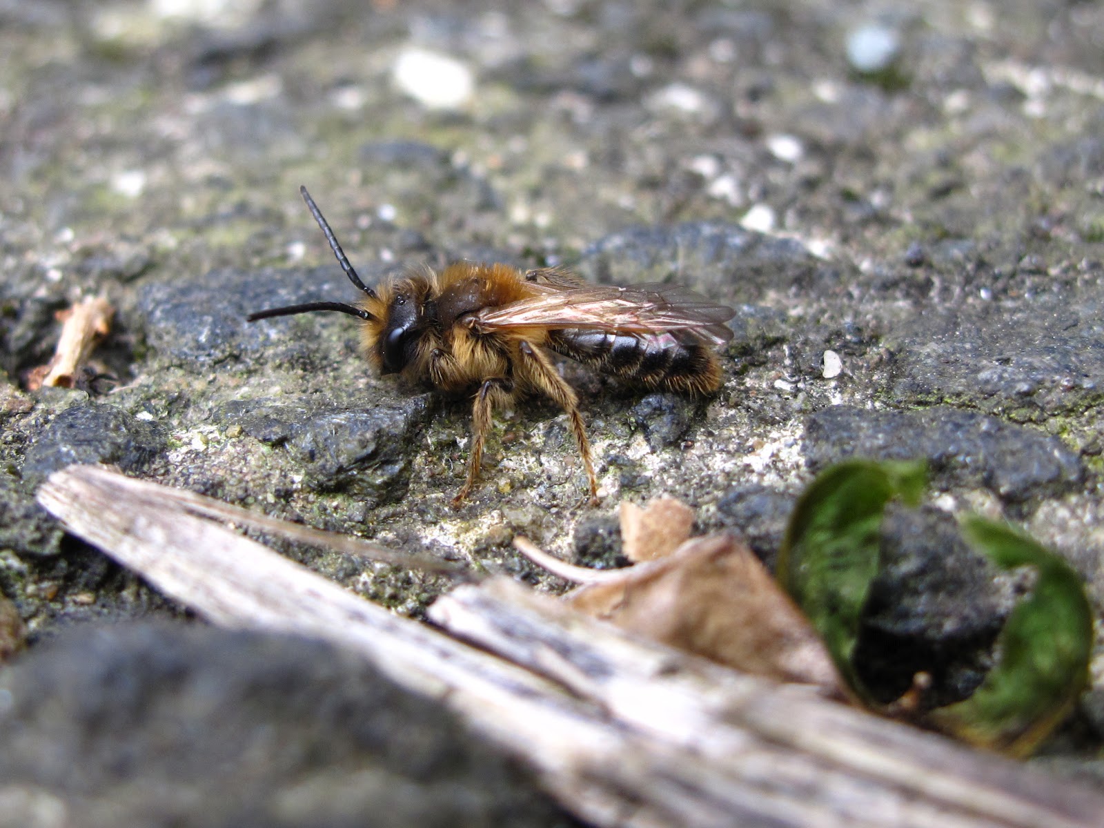 BugBlog: Communal mining bees