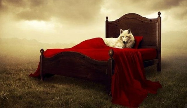 White Wolf : 15 Amazing Surreal Animal Photographs by Sarolta Ban