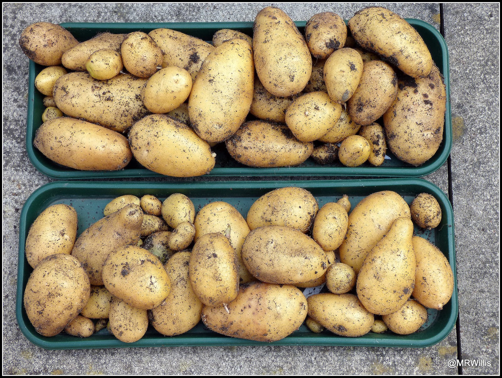 Mark's Veg Plot: Second Early potato "Nicola"