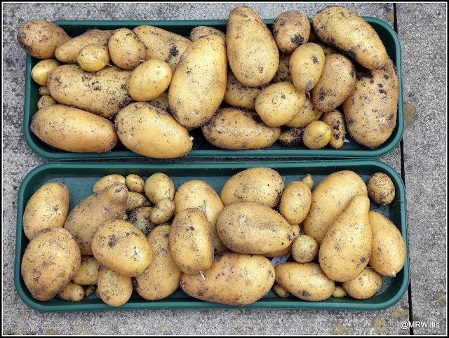 Mark's Veg Plot: Second Early potato "Nicola"