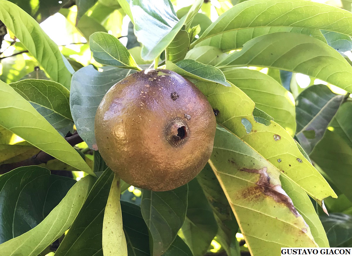 Viveiro Ciprest - Plantas Nativas e Exóticas: Puruí Graúdo ou Marmelada ...