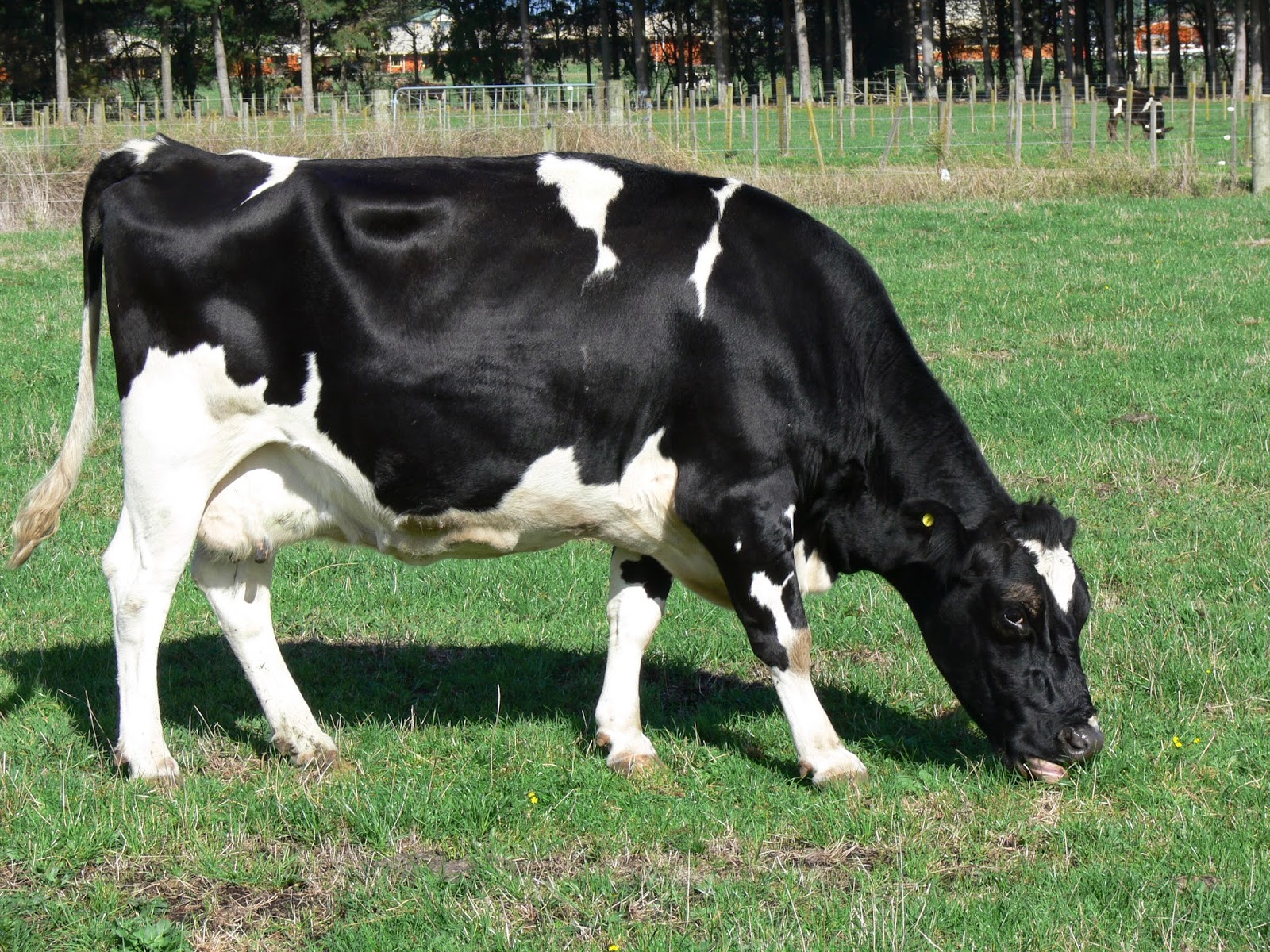 cows upper front teeth