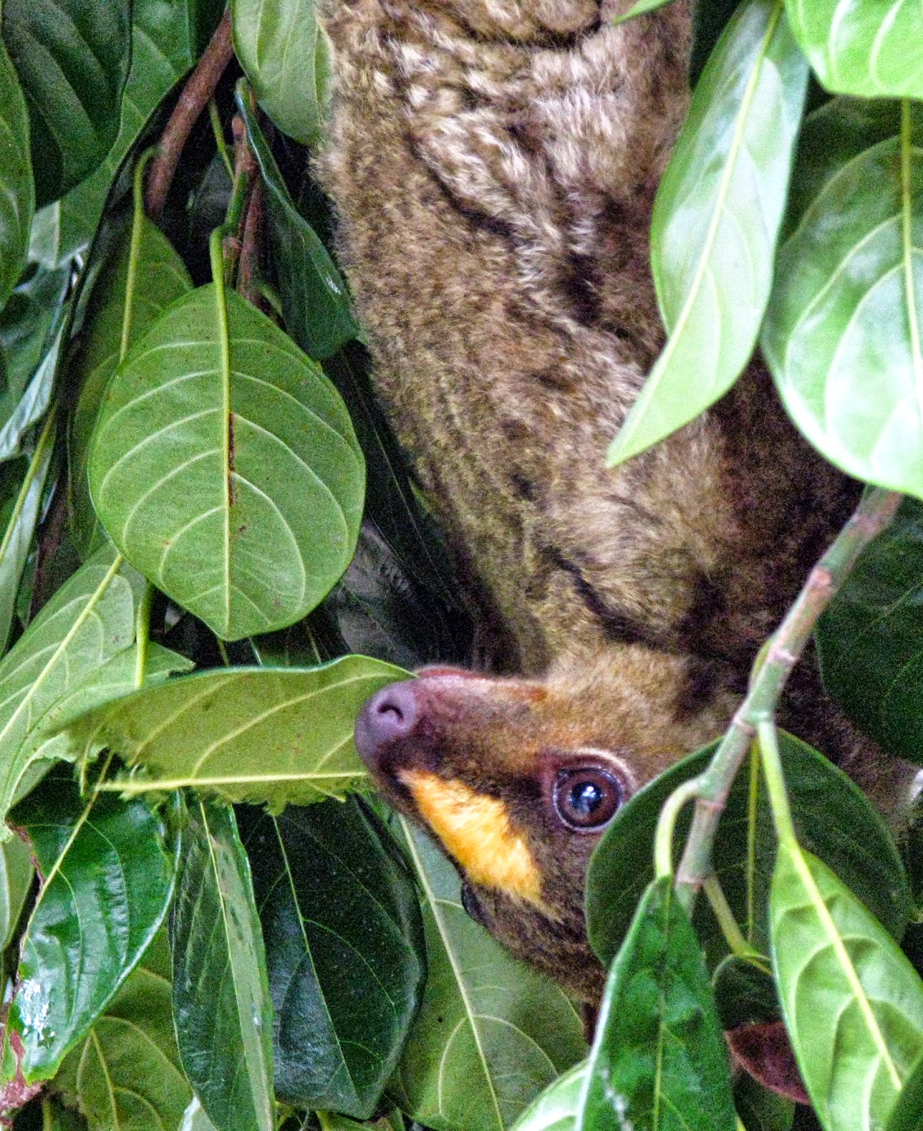 SUNDA COLUGO photos - wallpapers | the fun bank