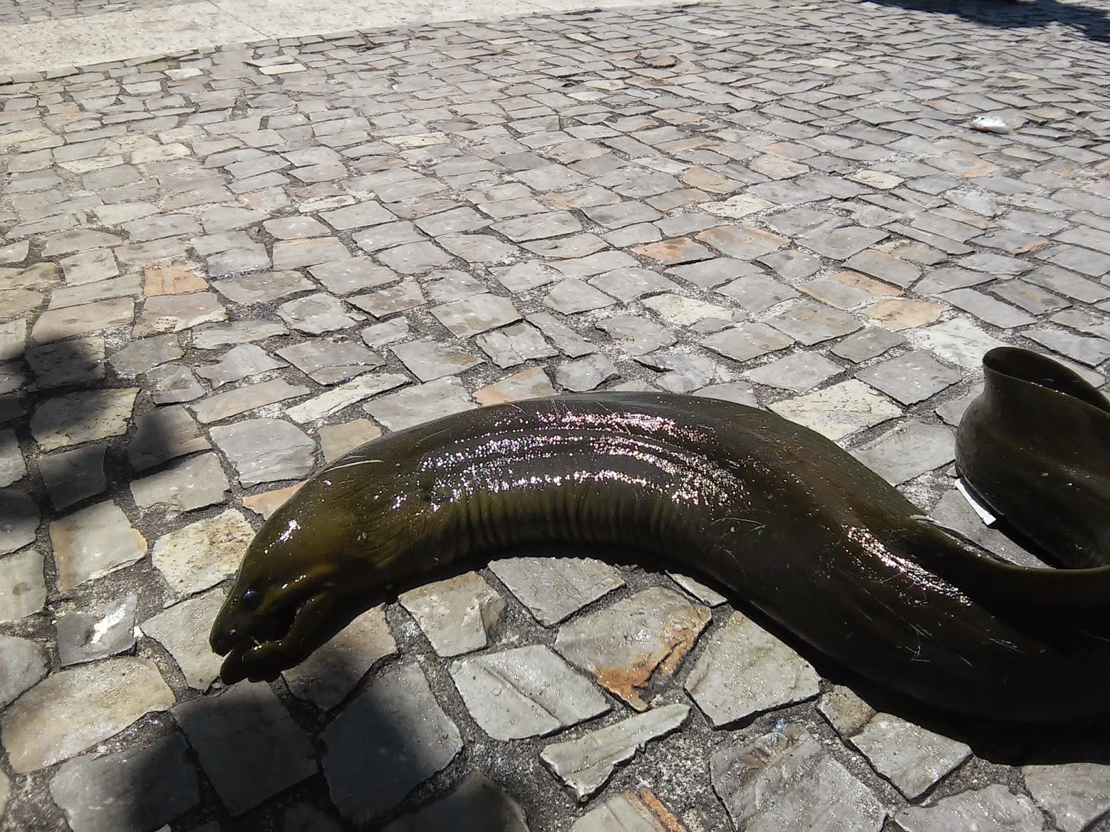 Pescaria em Família