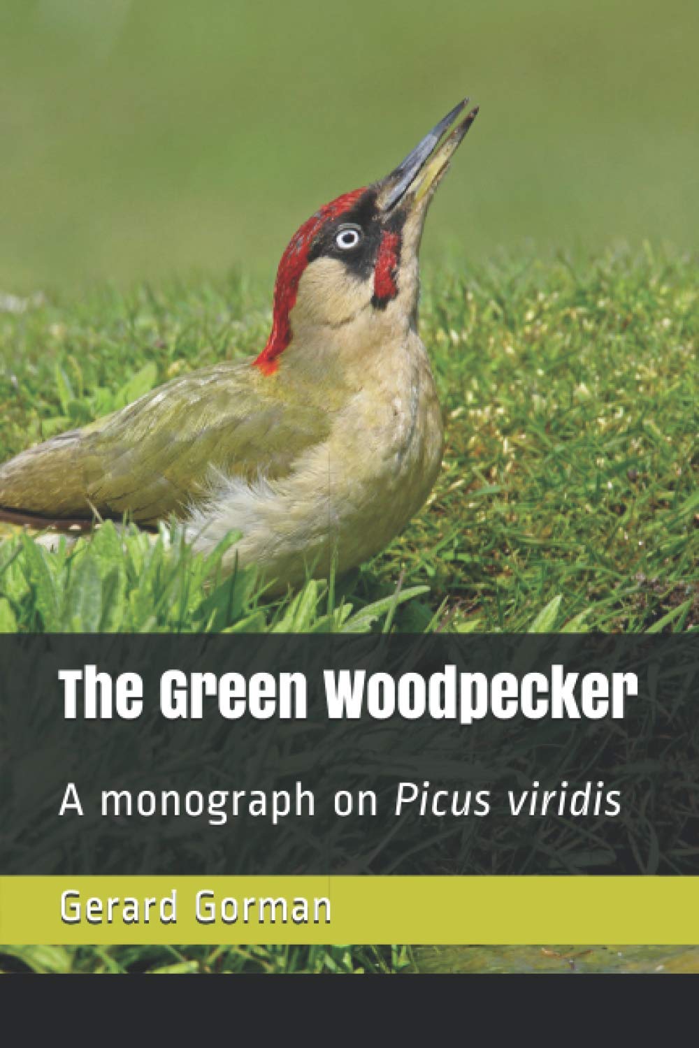 Woodpeckers of the World: Picid in Focus: Magellanic Woodpecker ...