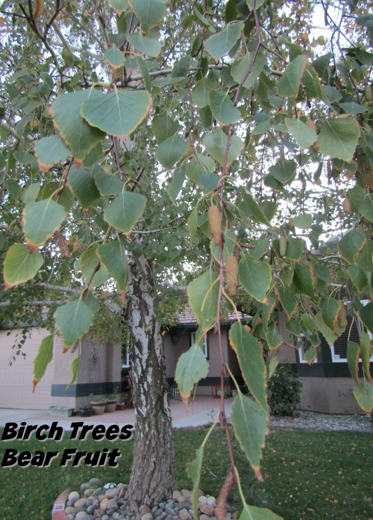 Birch Tree Fruit