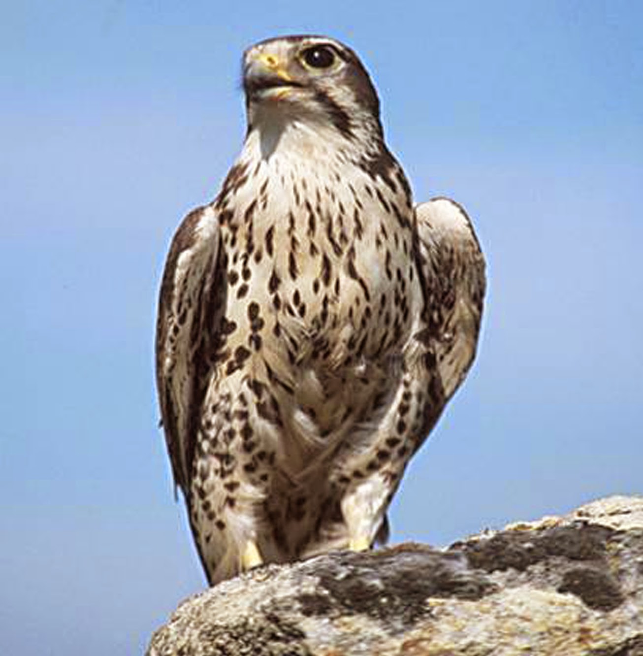 Rupa rupa burung - macam macam burung