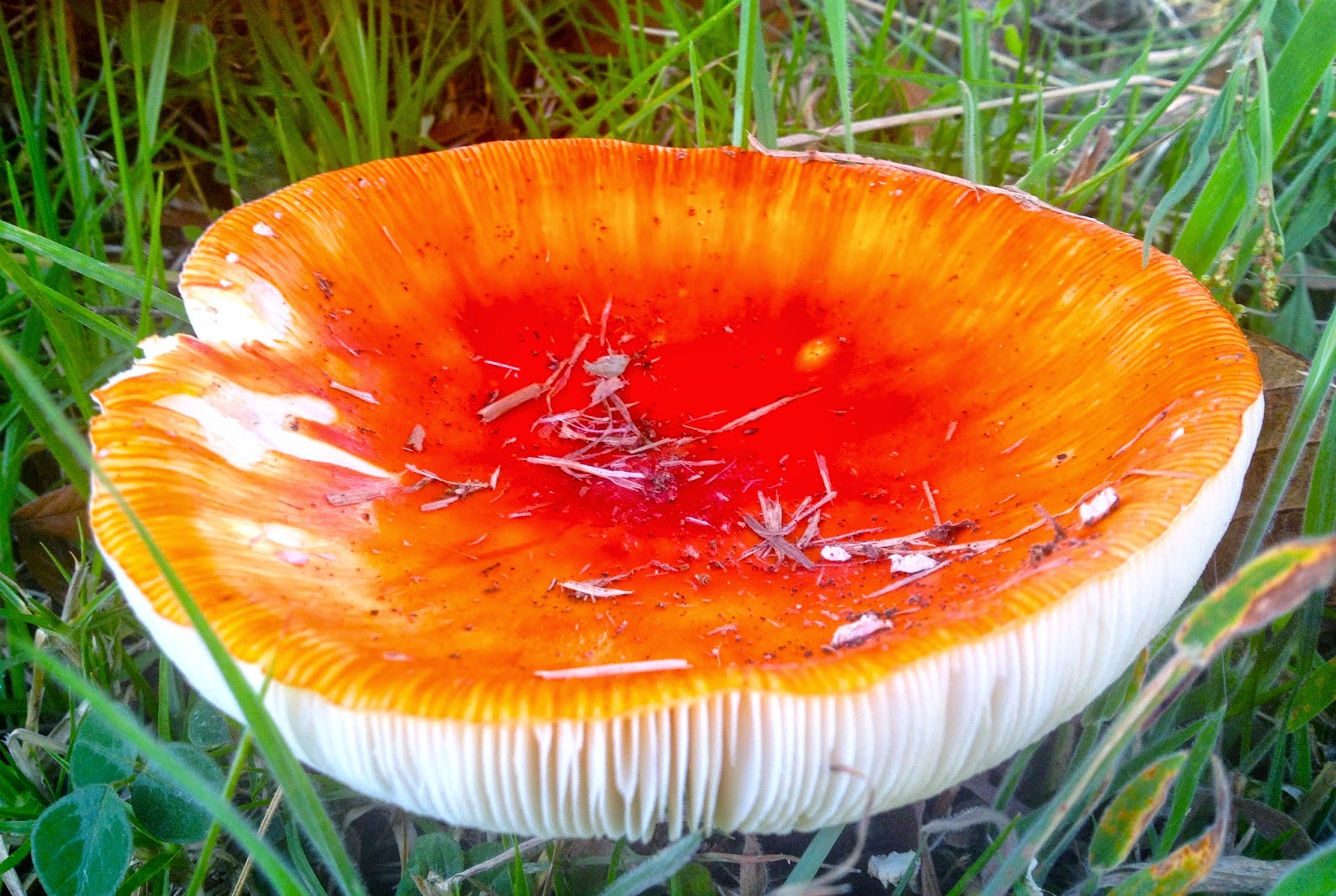 Backtoeden: Temporada de hongos silvestres