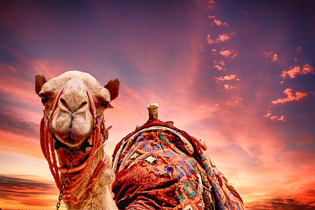 In the Way: The Straw that Broke This Camel's Back