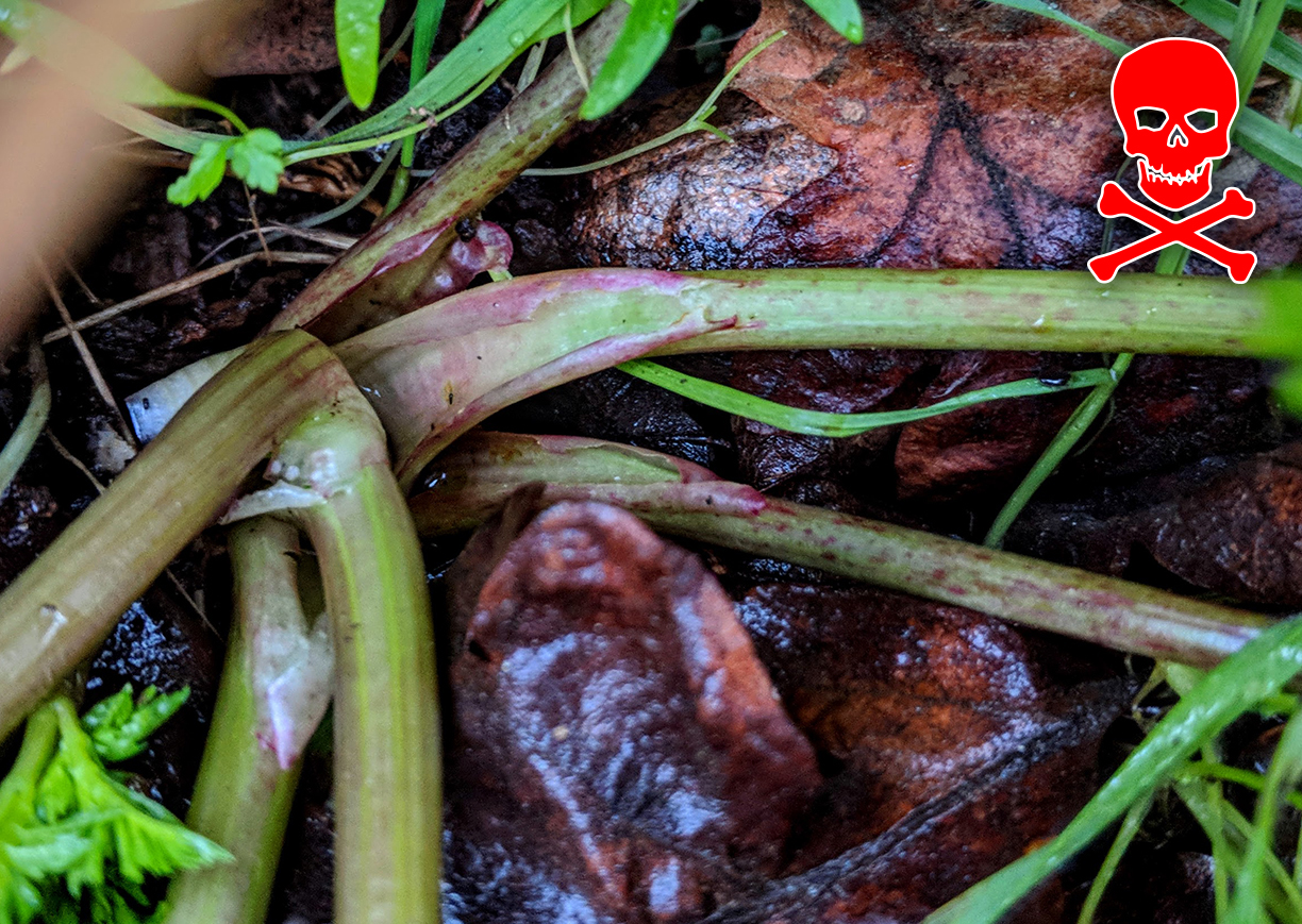 The Foraged Foodie: Identifying hemlock, deadly plant, by its leaves ...
