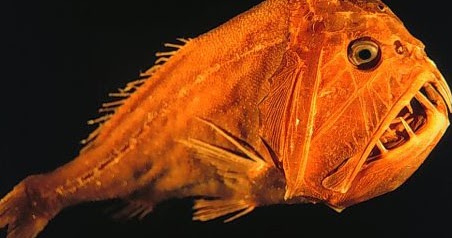FANGTOOTH FISH ~ Everything About Fish