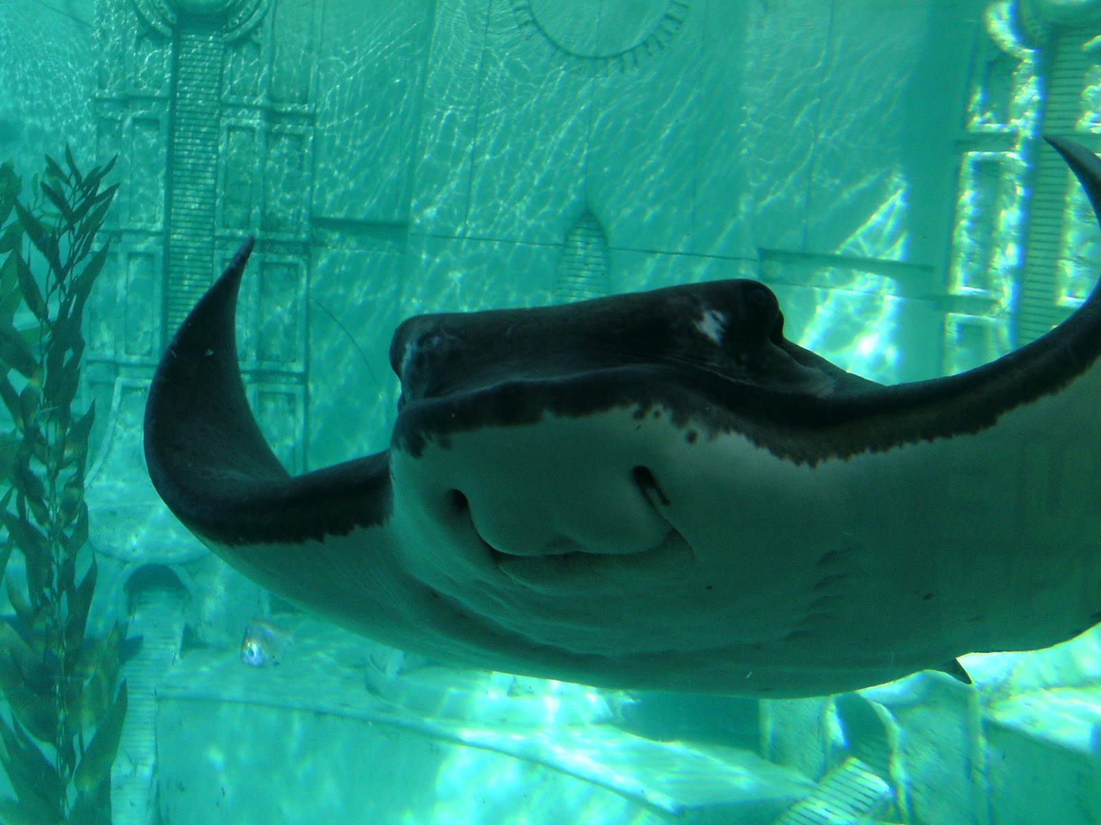 Sam in San Diego: Bat rays Sam in San Diego: Bat rays