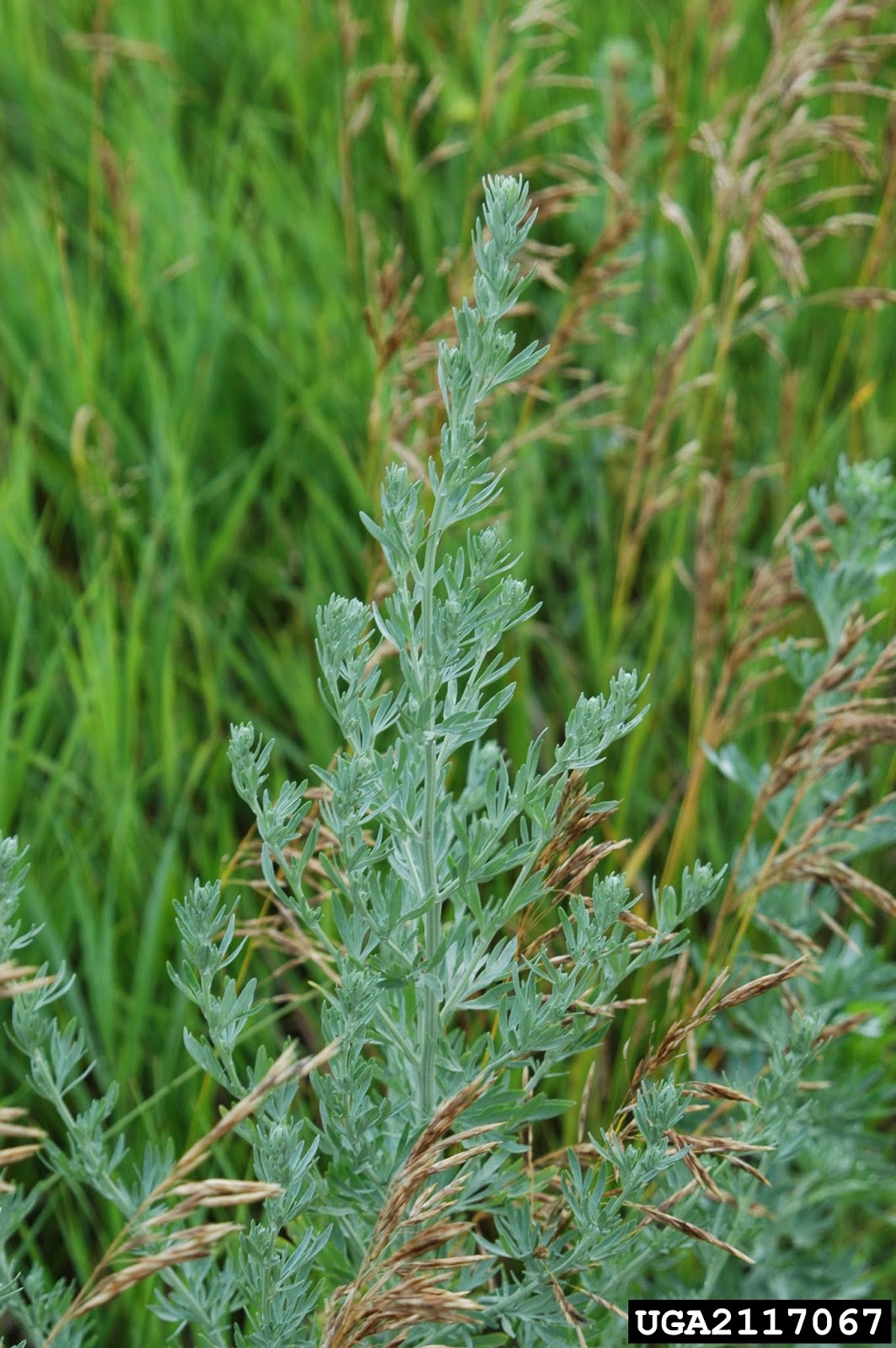 Center for Invasive Species and Ecosystem Health: Silver nanoparticles ...
