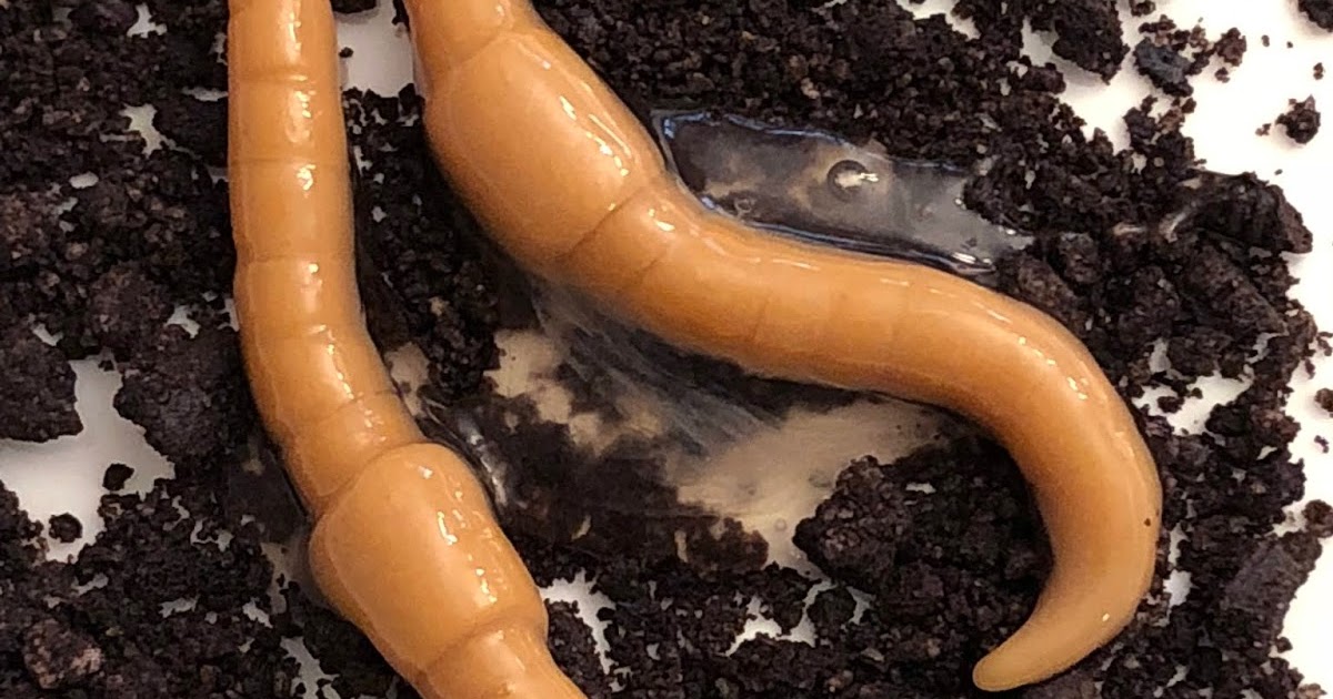 POTIONSMITH: Edible Slimy Worms: Part 2