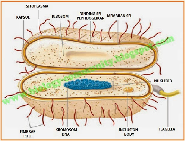 BIOLOGI GONZAGA: REPRODUKSI SEXUAL BACTERI - KONJUGASI
