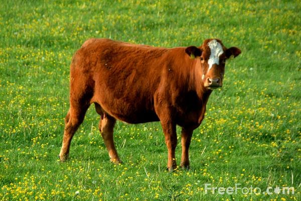 Taxonomy of Cattle | Jungle Word